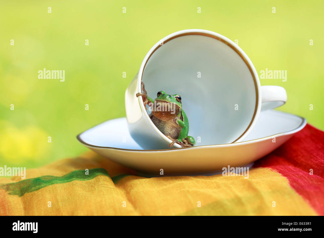 European tree frog (Hyla arborea) sitting in a cup Stock Photo - Alamy