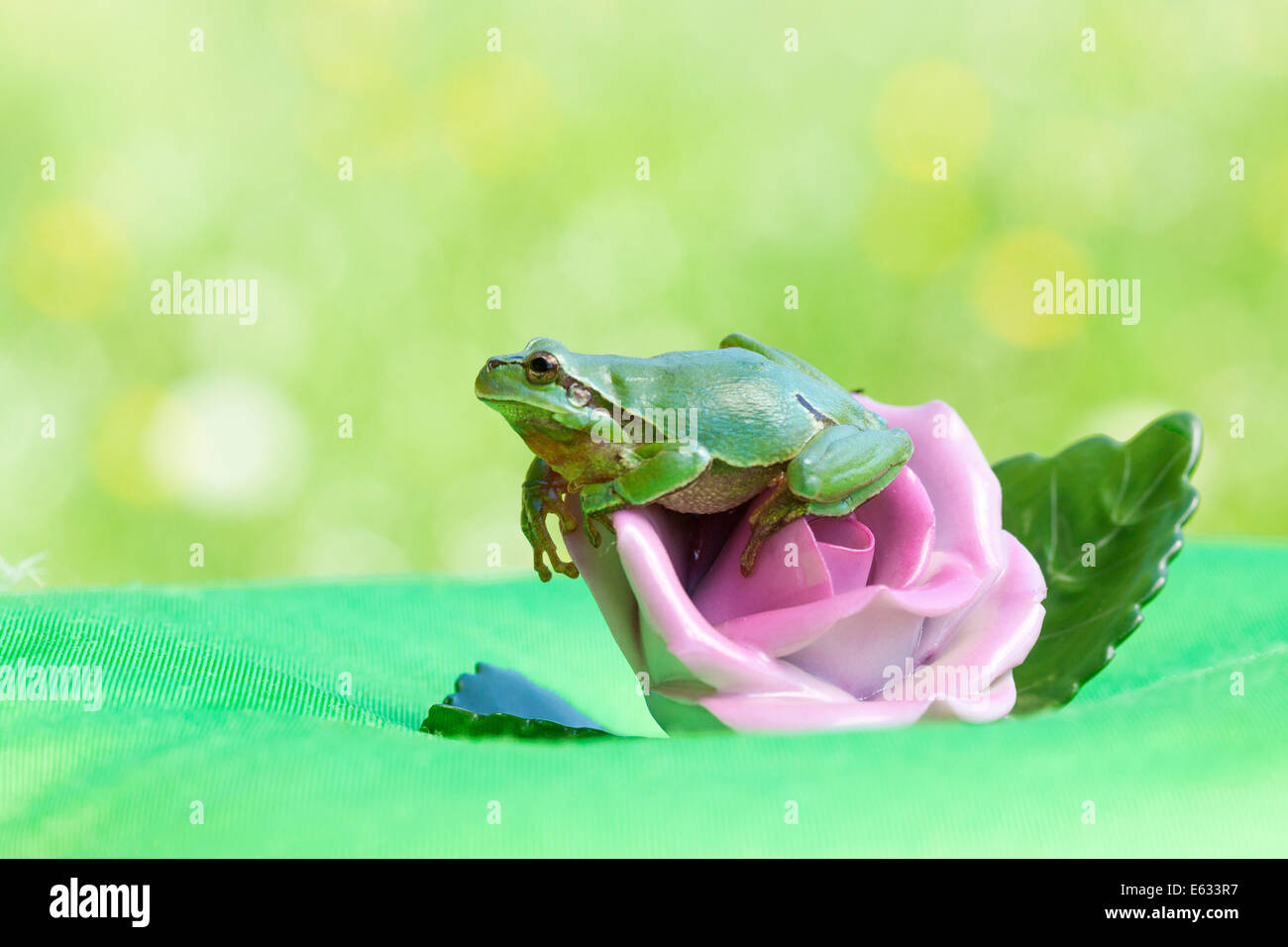 European tree frog (Hyla arborea) sitting on a rose Stock Photo - Alamy