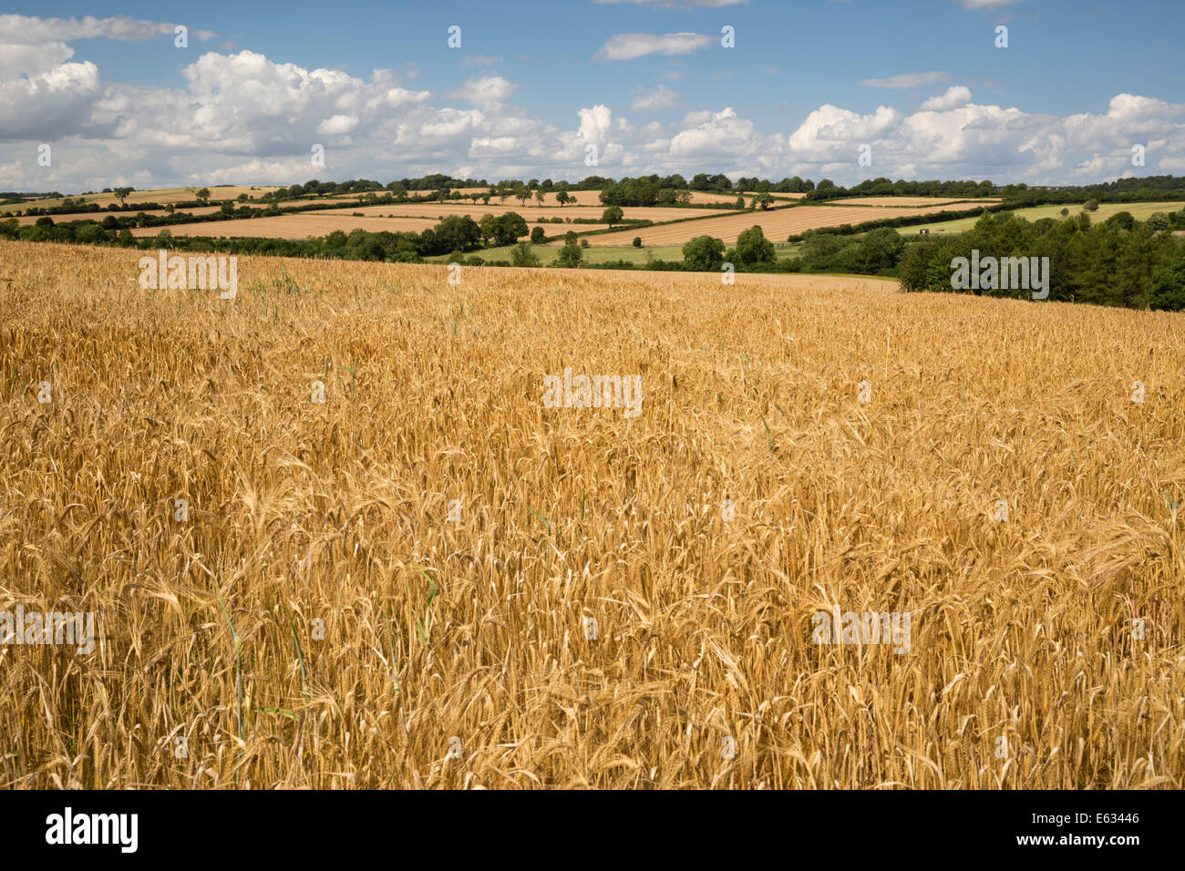 Wheat field uk hi-res stock photography and images - Alamy