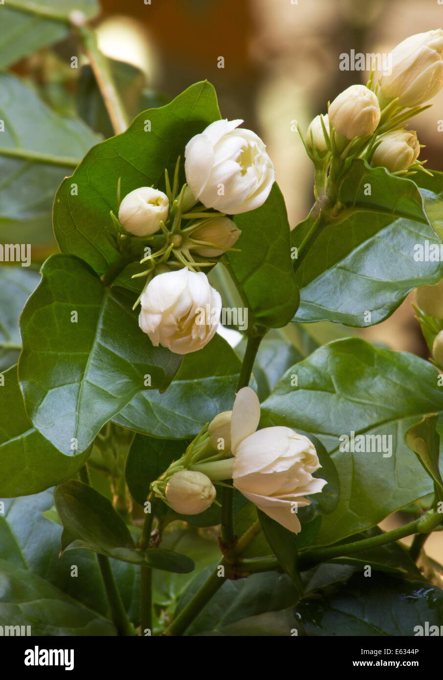 Jasmine plant in bloom on natural background Stock Photo - Alamy