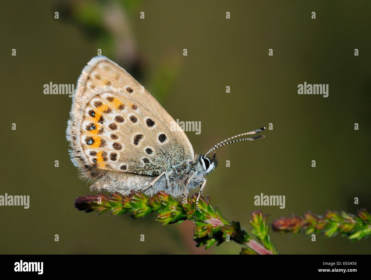 Silver studded blue butterfly hi-res stock photography and images - Alamy