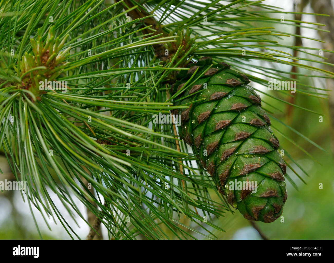Armand's Pine - Pinus armandii Green Cone & needles Native of China ...