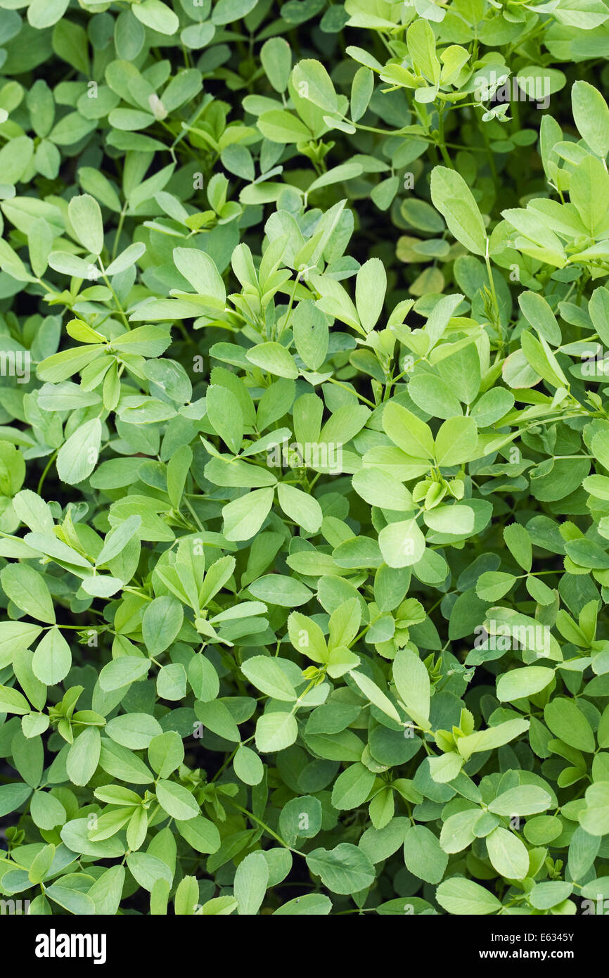 Medicago sativa. Alfalfa grown as a green manure Stock Photo - Alamy Medicago sativa. Alfalfa grown as a green manure Stock Photo - Alamy