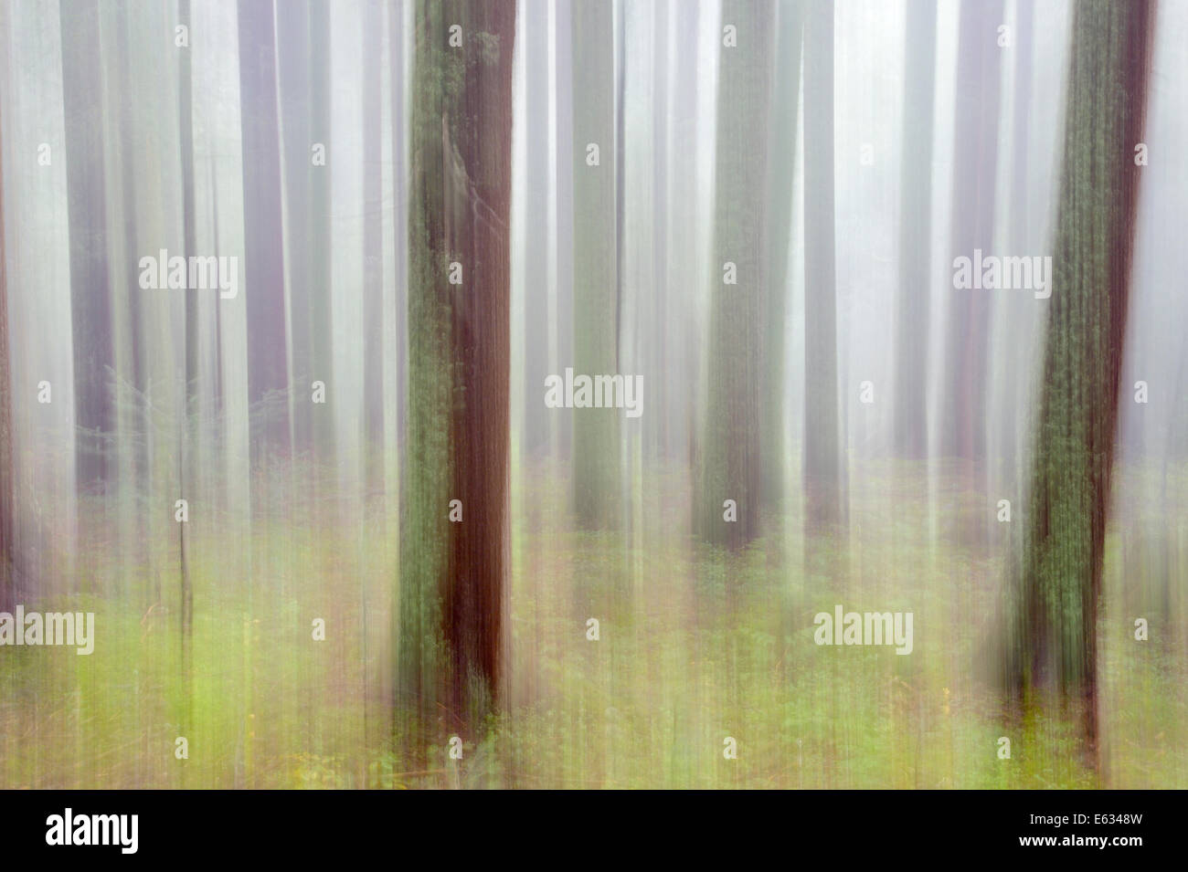 Forest with autumn colors and slow shutterspeed and movement Stock ...