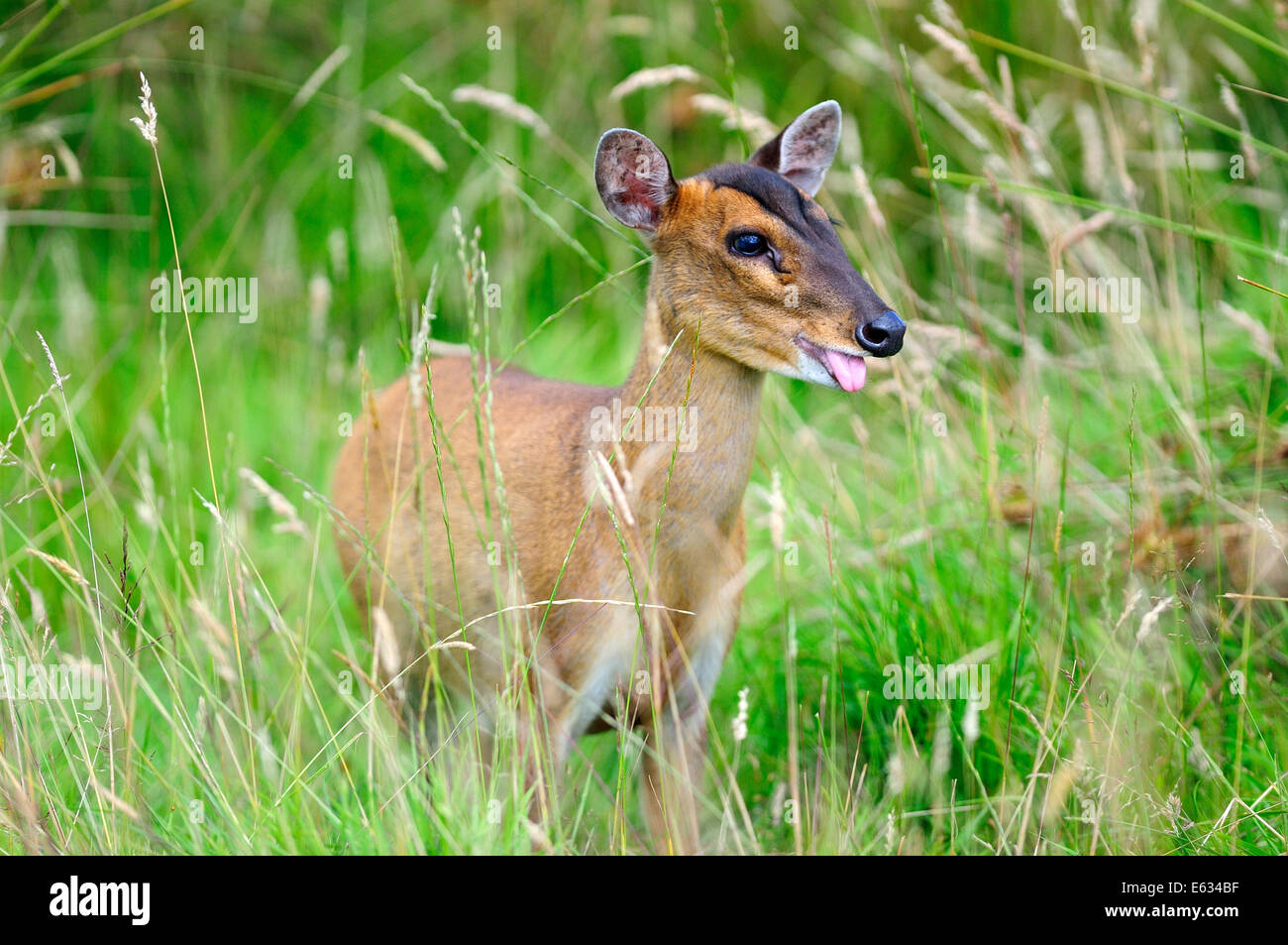 Female muntjac deer Stock Photo - Alamy