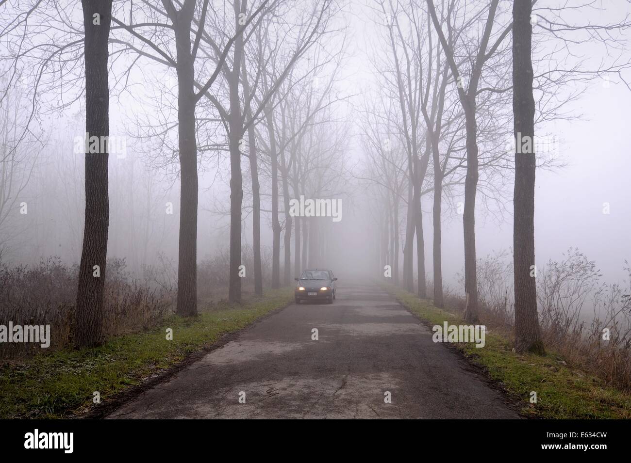 Luzzara (Reggio Emilia, Italy), poplars on the bank of Po River Stock ...