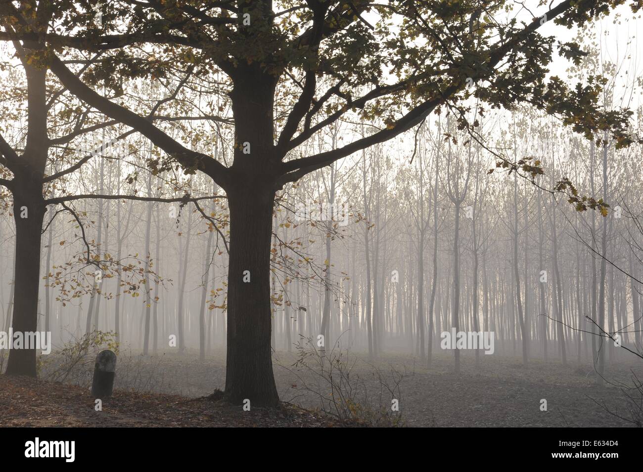 Luzzara (Reggio Emilia, Italy), poplars on the bank of Po River Stock ...
