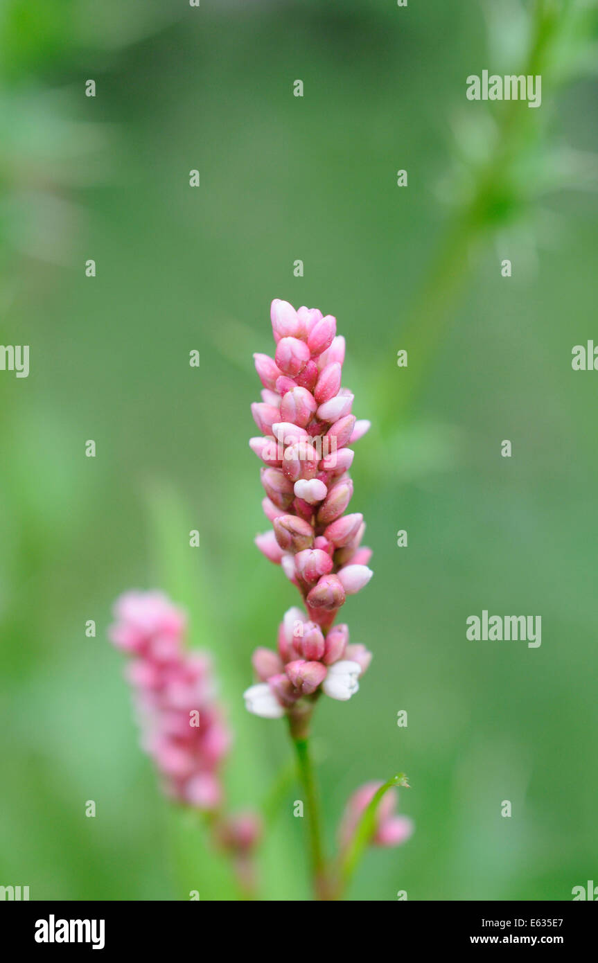 Whixall moss hi-res stock photography and images - Alamy