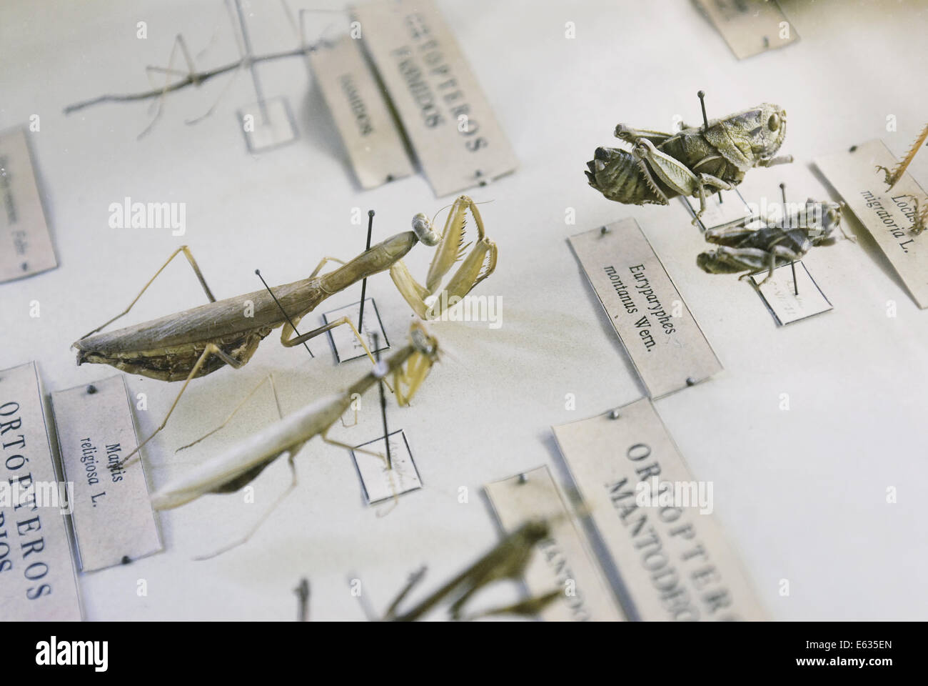 collection of insect specimen Stock Photo - Alamy