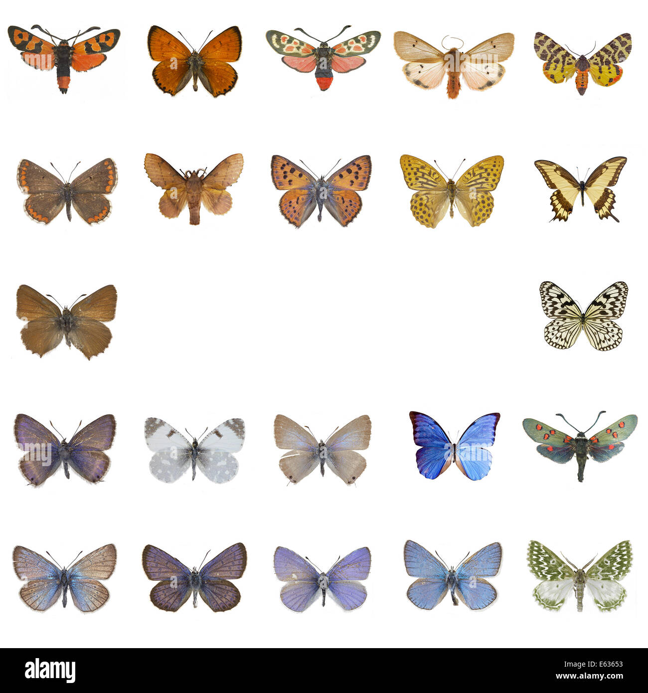 Table of several butterflies Stock Photo - Alamy