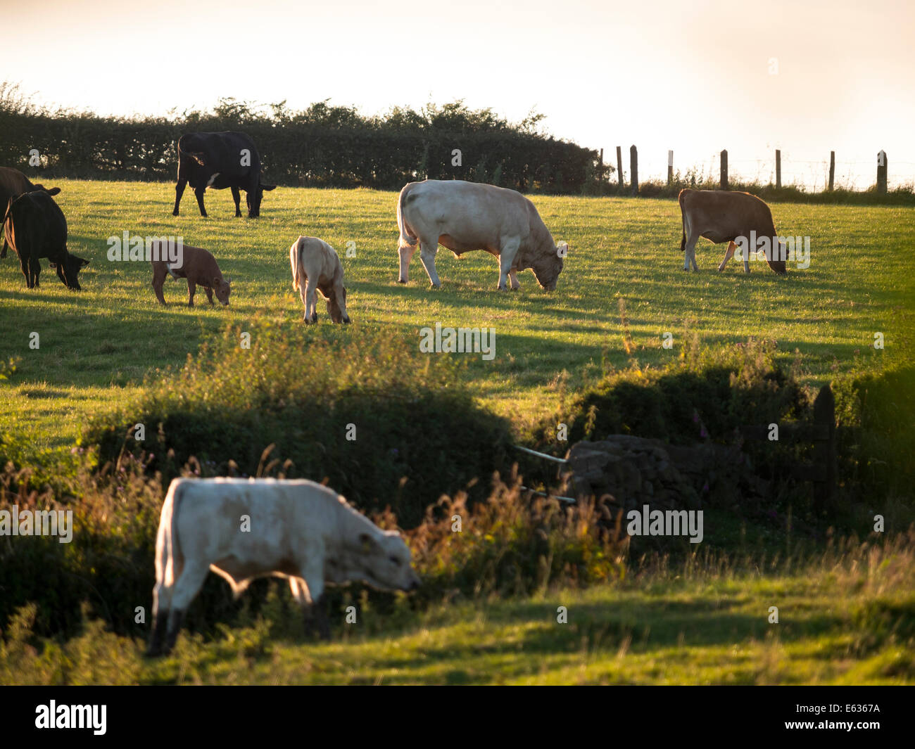 cows in a field derbyshire uk Stock Photo - Alamy