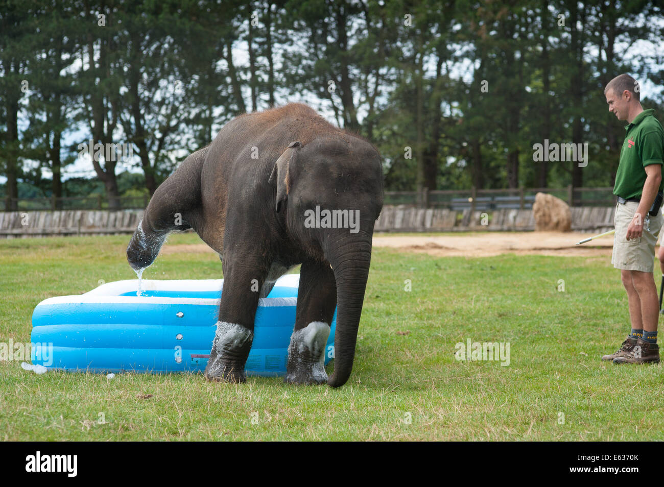 Dunstable, Bedfordshire, UK. 13th Aug, 2014. Elephants playing in a ...
