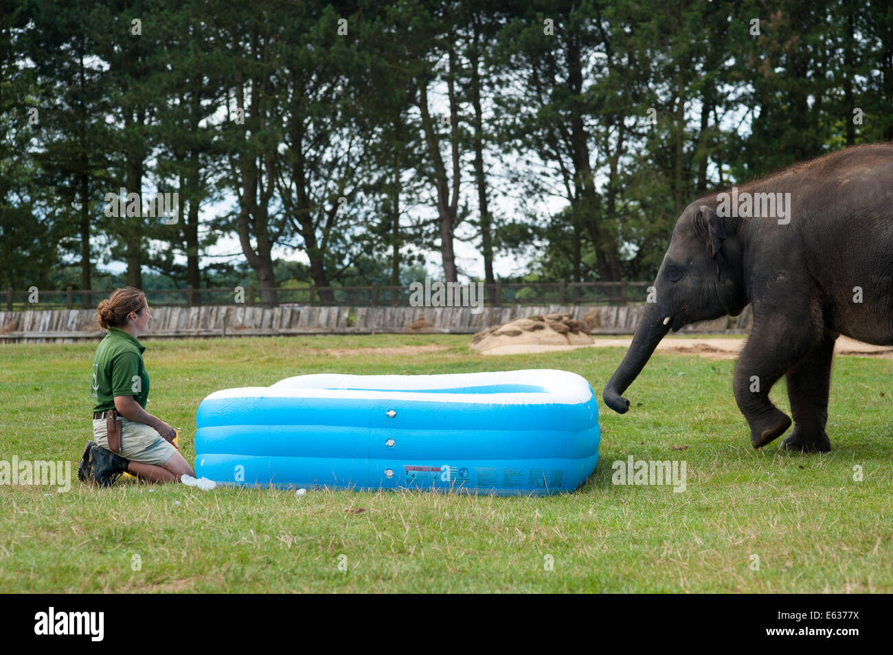 Dunstable, Bedfordshire, UK. 13th Aug, 2014. Elephants playing in a ...