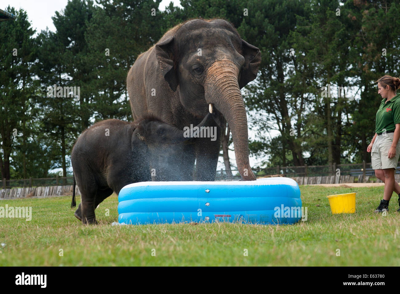 Dunstable, Bedfordshire, UK. 13th Aug, 2014. Elephants playing in a ...