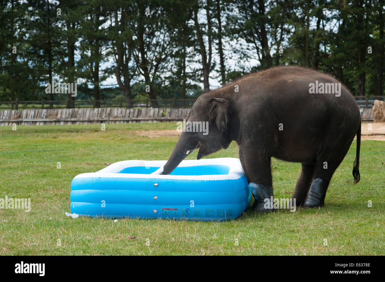Dunstable, Bedfordshire, UK. 13th Aug, 2014. Elephants playing in a ...