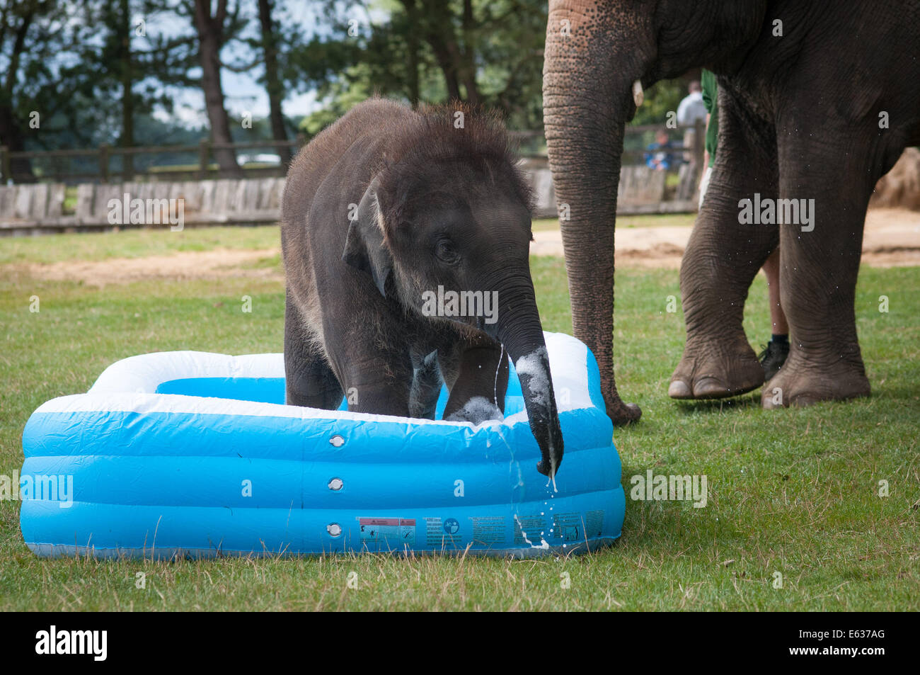 Dunstable, Bedfordshire, UK. 13th Aug, 2014. Elephants playing in a ...