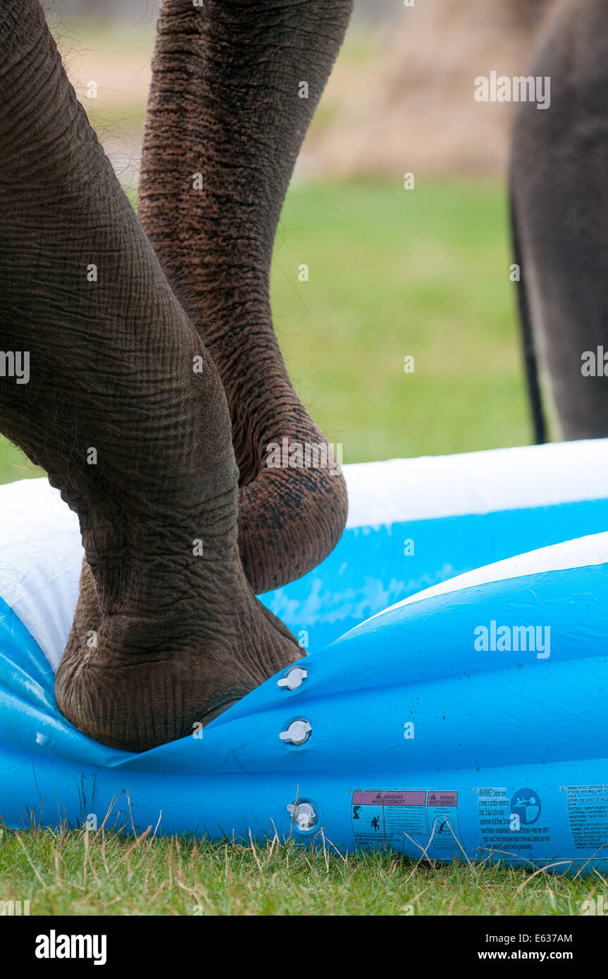 Dunstable, Bedfordshire, UK. 13th Aug, 2014. Elephants playing in a ...