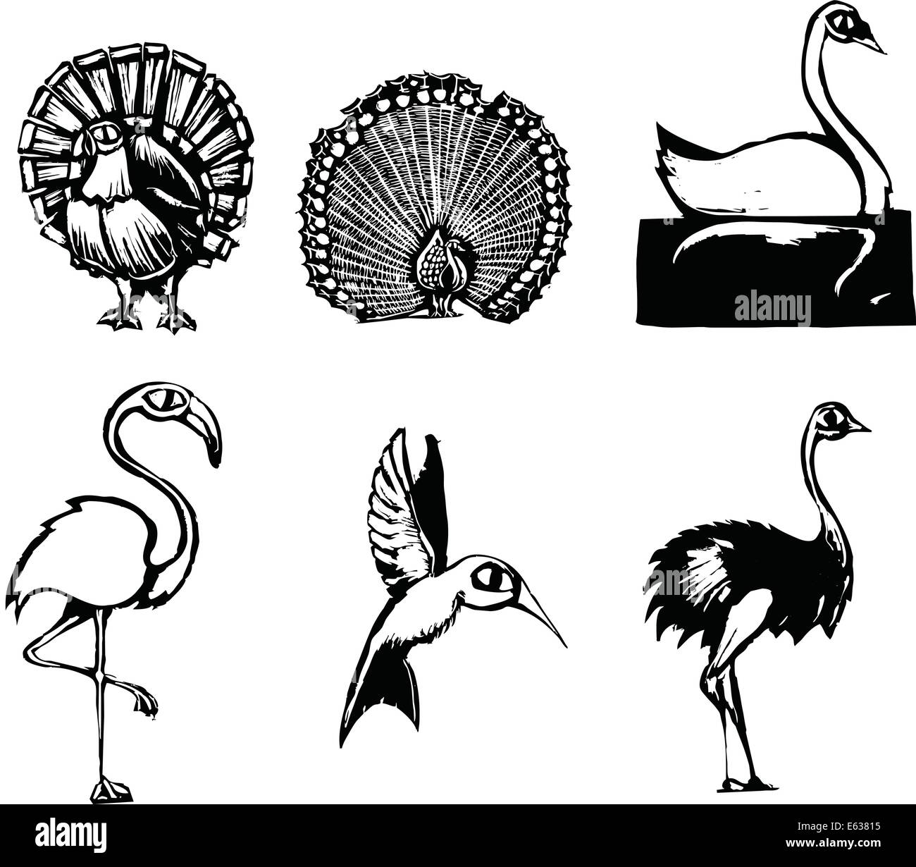 Group different birds hi-res stock photography and images - Alamy