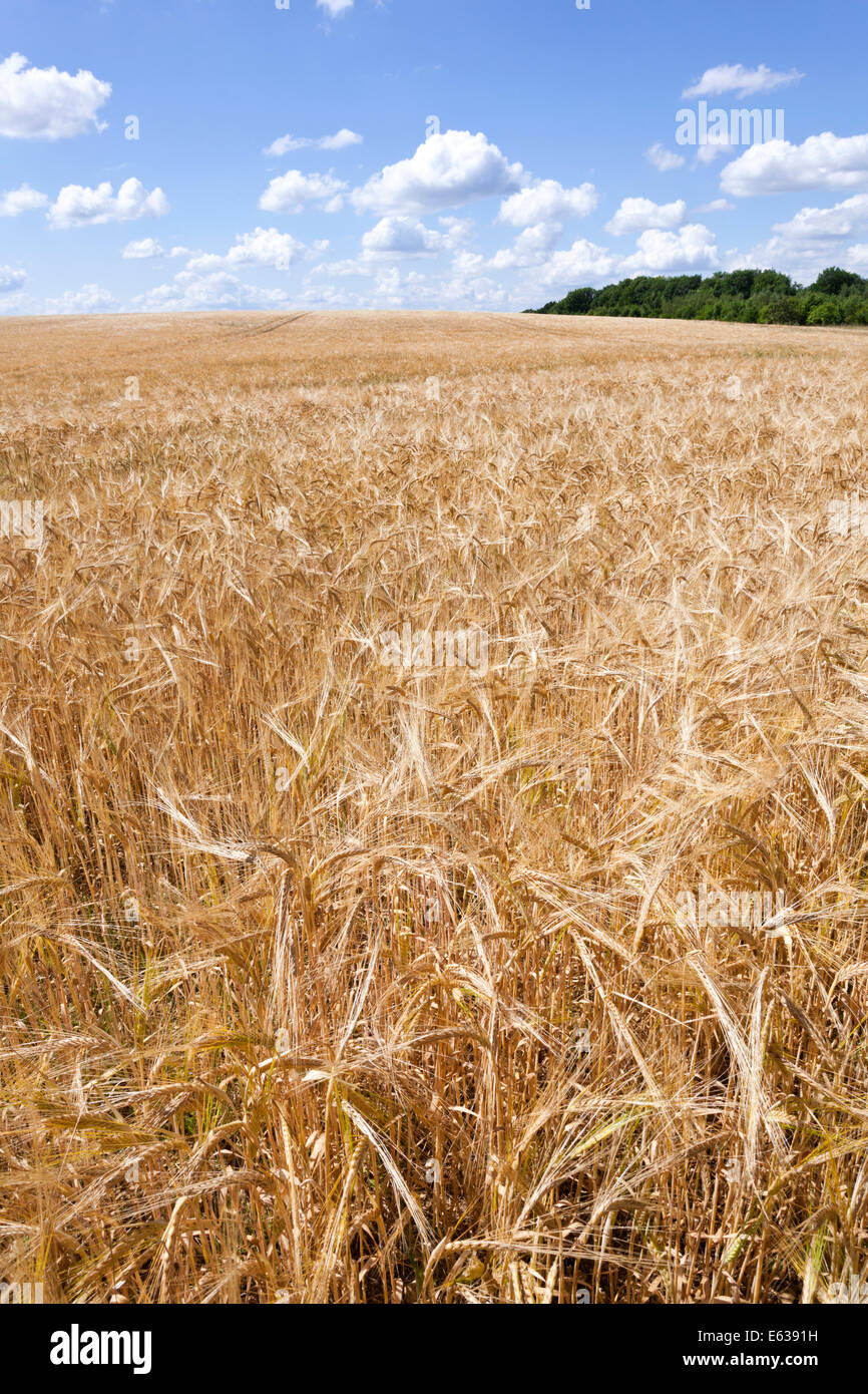 A field of barley ripening on the Cotswolds near Colesbourne ...