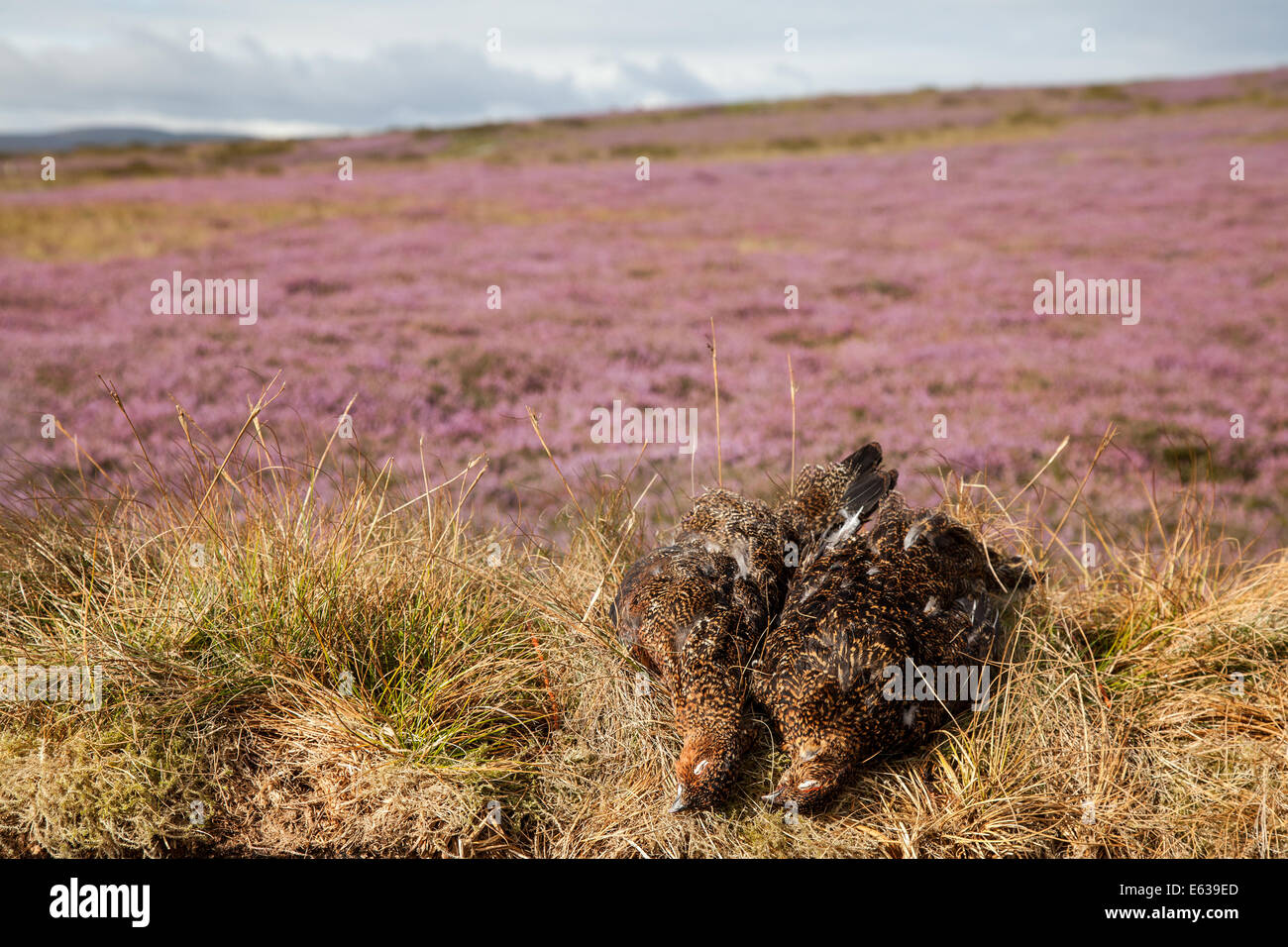 Shot dead grouse in Witton near Melmerby, Coverdale Grouse moors in the ...