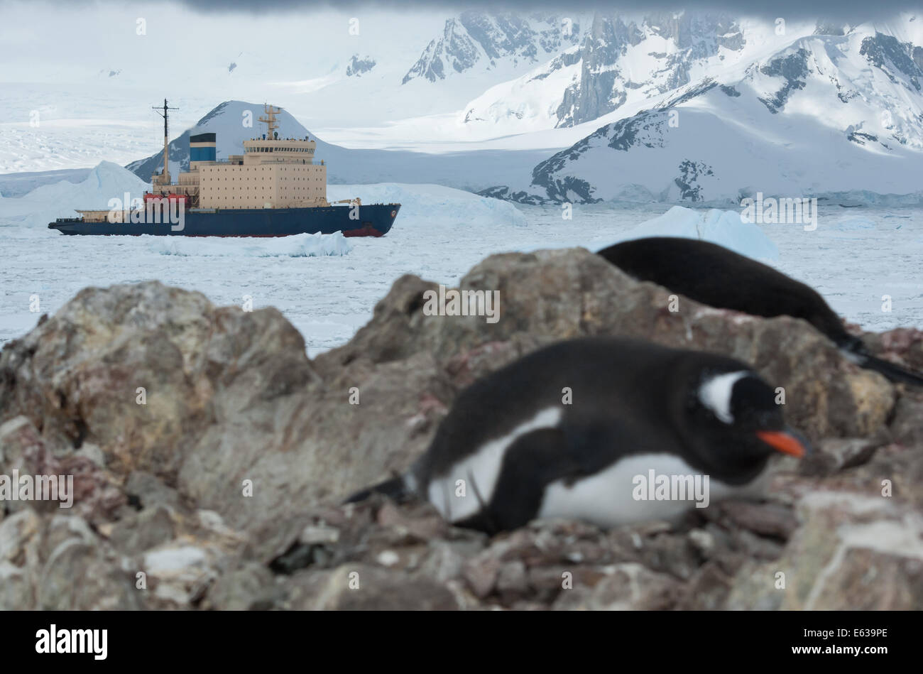 icebreaker sailing on the scored ice Antarctic Strait near the penguin ...