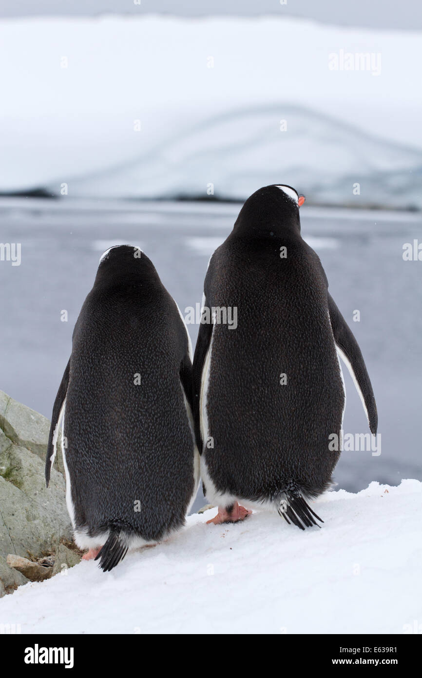 Turning their backs hi-res stock photography and images - Alamy