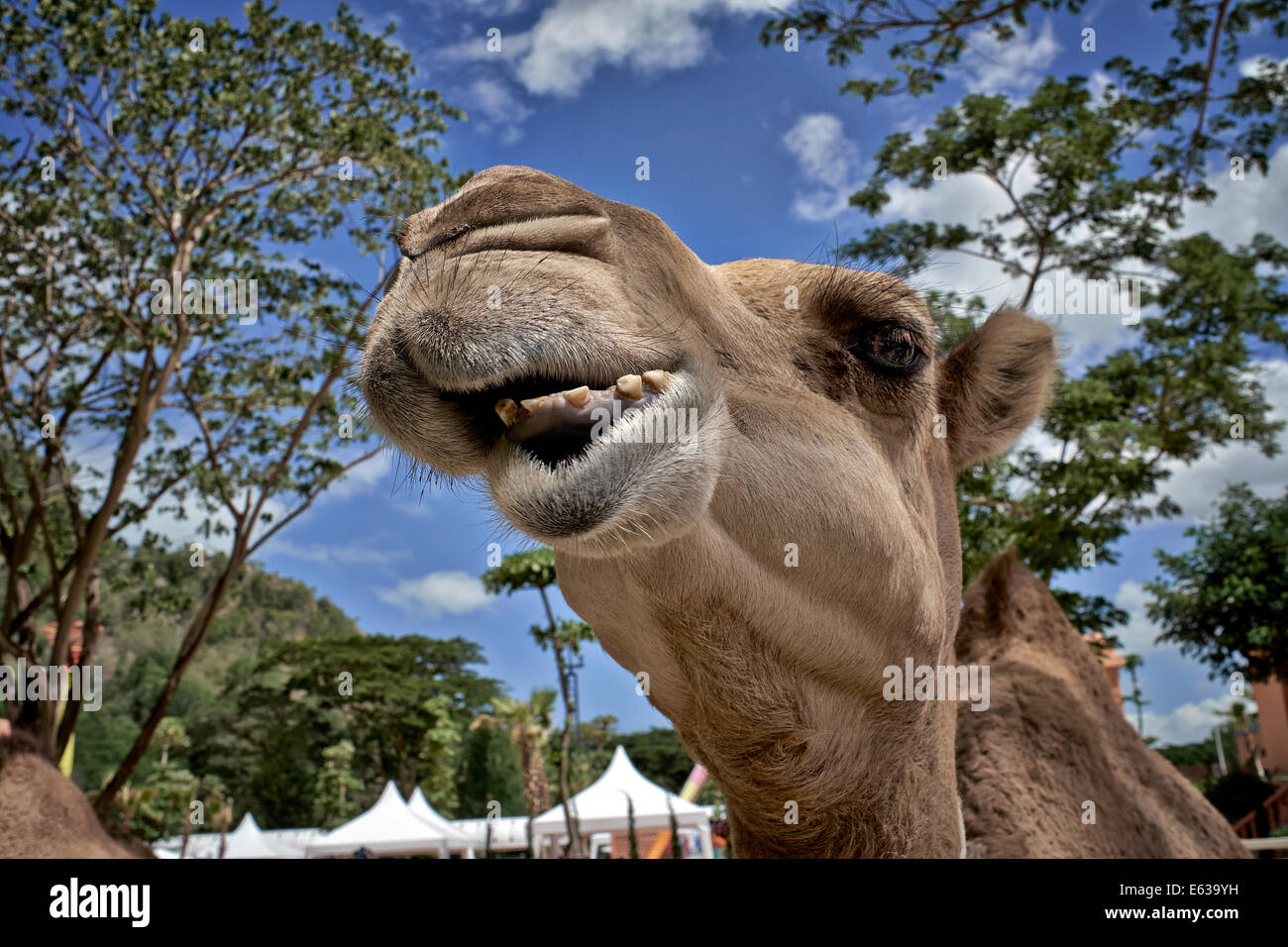 Funny camel face hi-res stock photography and images - Alamy