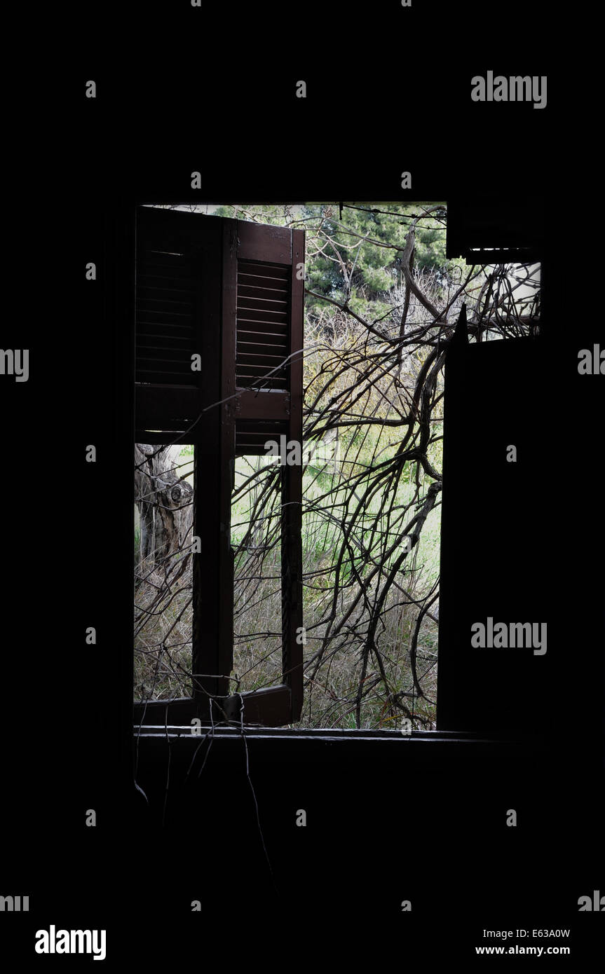 Withered branches tangled through broken window shutter of abandoned ...