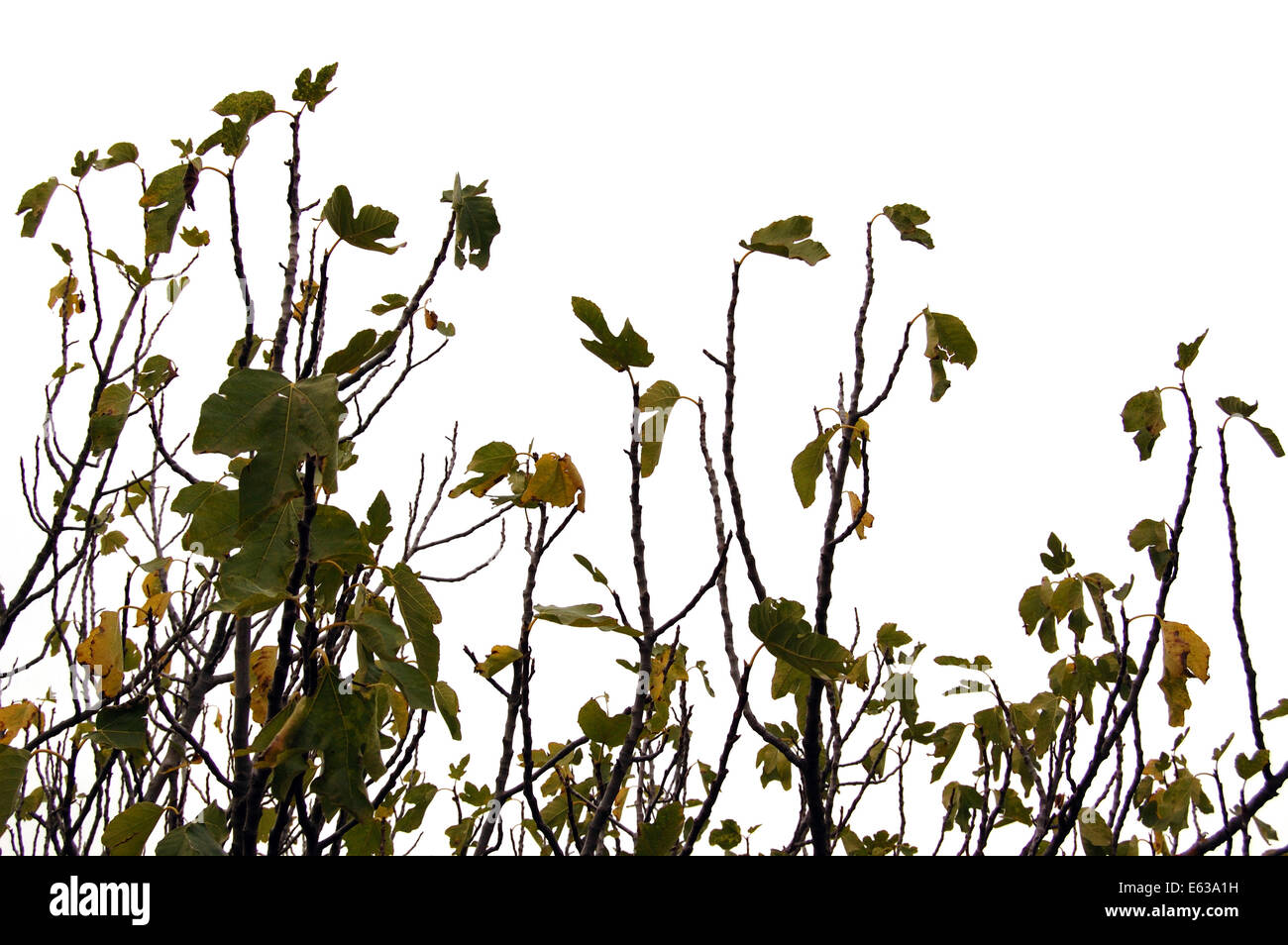 Fig tree branches and leaves on white background Stock Photo - Alamy
