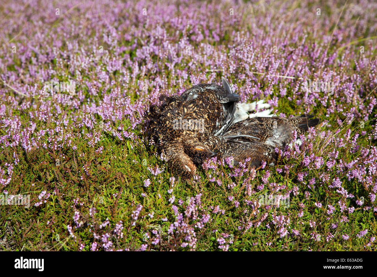 Shot dead grouse in Witton near Melmerby, Coverdale Grouse moors in the ...