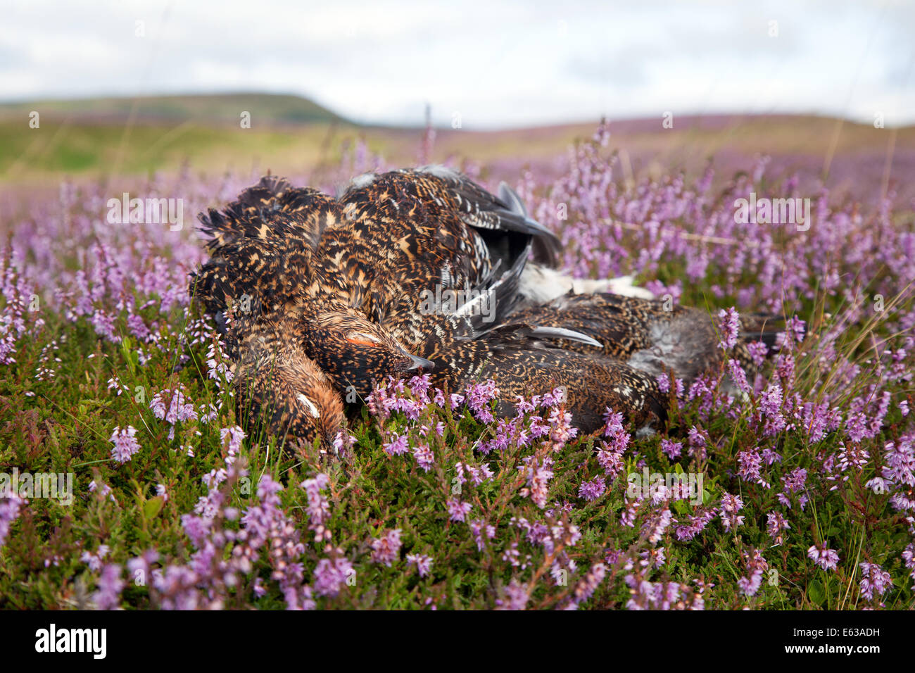 Shot dead grouse in Witton near Melmerby, Coverdale Grouse moors in the ...