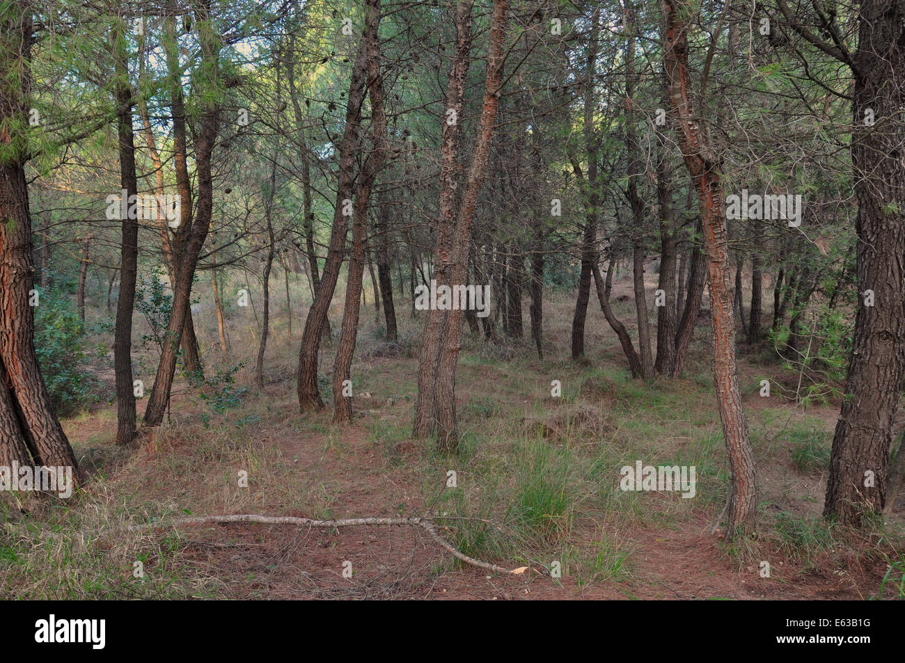 Pine trees in a forest nature landscape Stock Photo - Alamy
