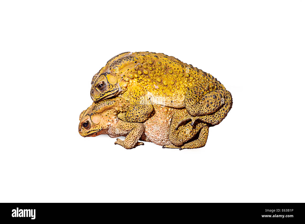 Two toads during the breeding isolated on white background Stock Photo ...