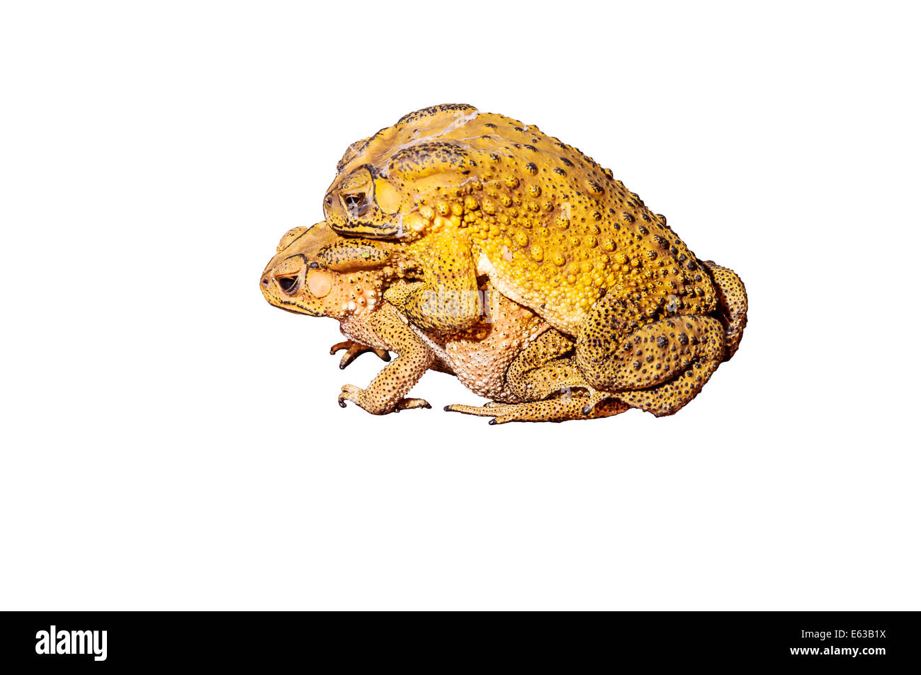 Two toads during the breeding isolated on white background Stock Photo ...