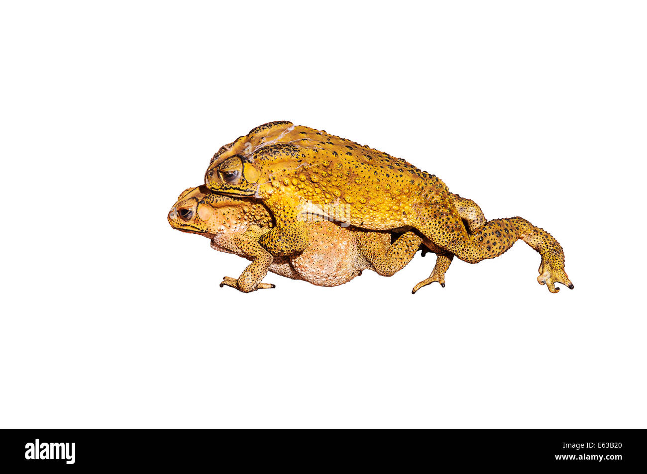 Two toads during the breeding isolated on white background Stock Photo ...