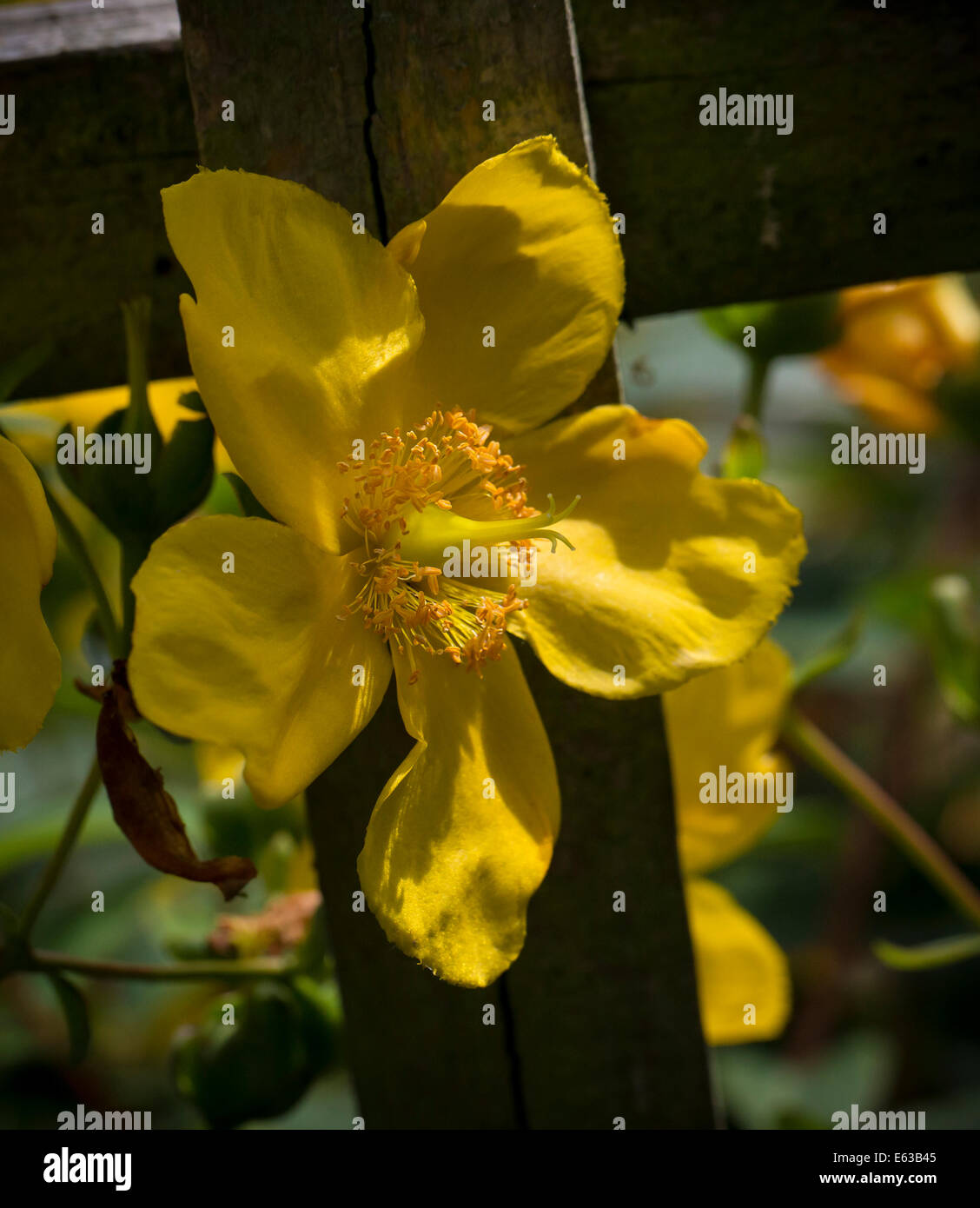 A brilliant yellow single Hypericum Hidcote flower in full bloom ...