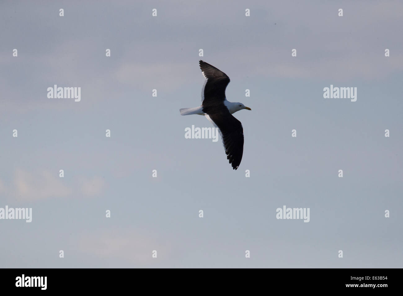 A Lesser Black Backed gull in flight against a blue sky and white ...