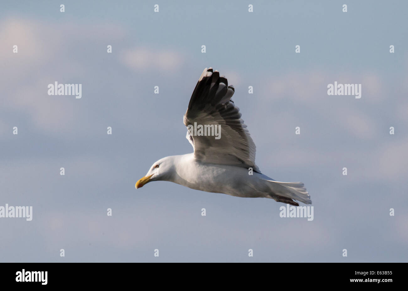 A Lesser Black Backed gull in flight and in profile with wings raised ...