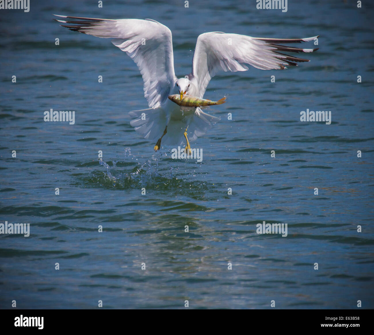 A Lesser Black Backed Gull with its wings braced snatching a perch from ...