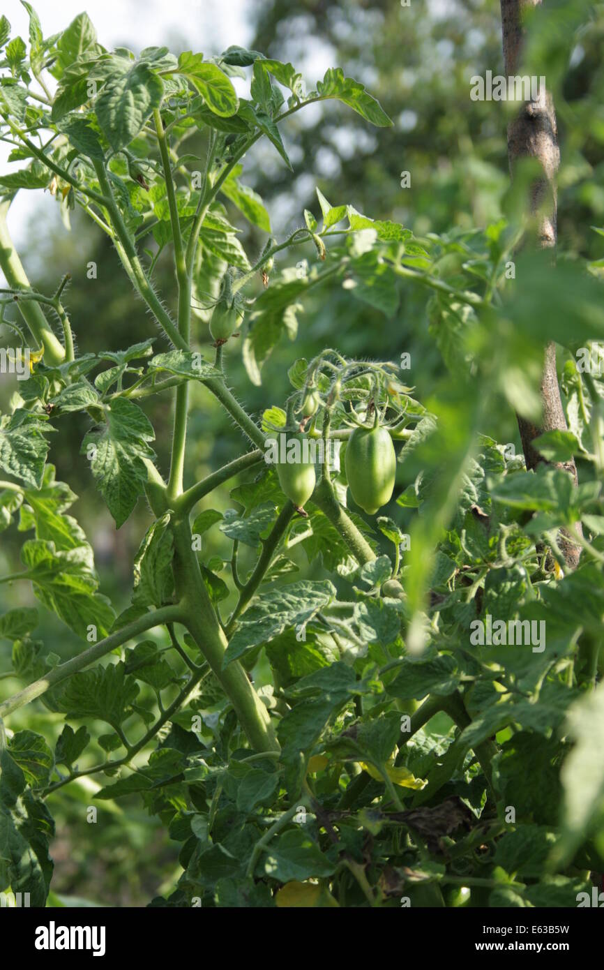Vegetable garden summer time small farm Romania countryside Stock Photo ...