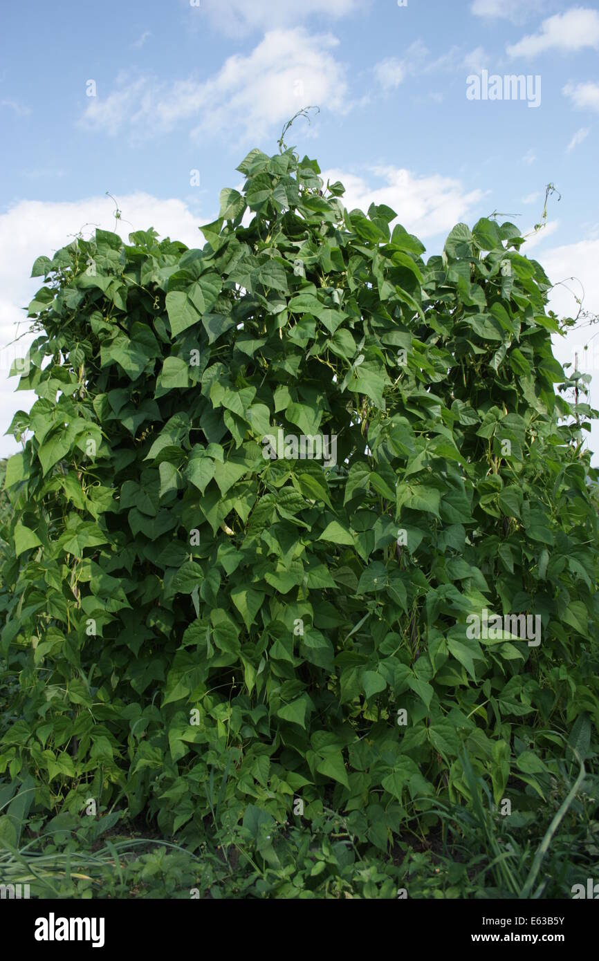 Tillage beans hi-res stock photography and images - Alamy