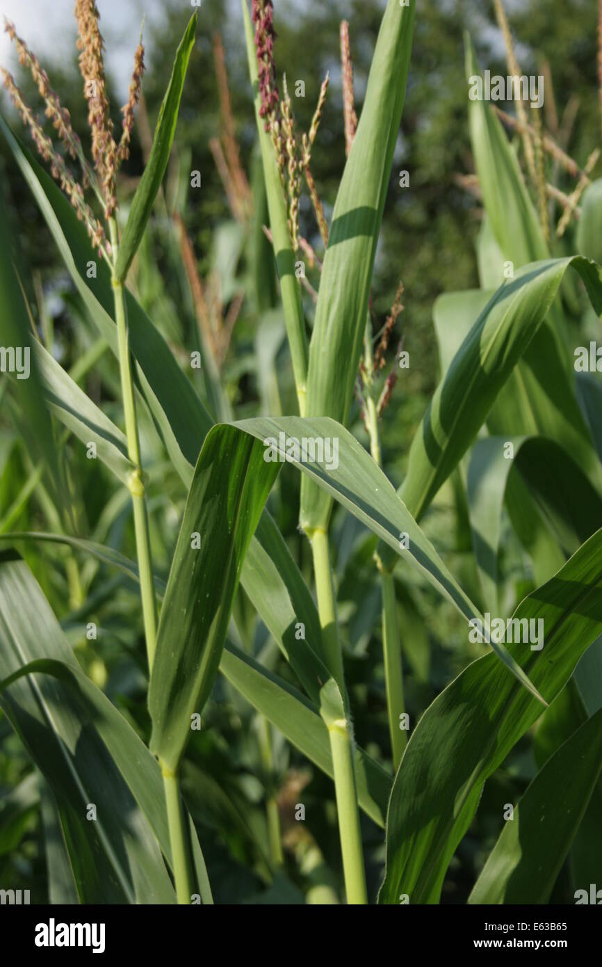 Corn plant with green cobs cultivated in rural agricultural field in ...