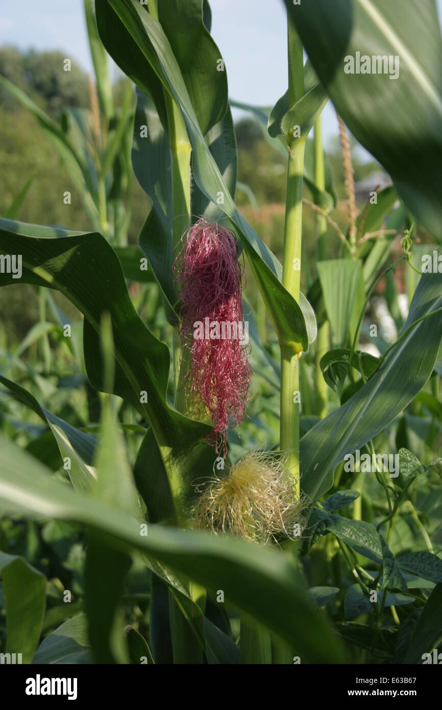 Corn plant with green cobs cultivated in rural agricultural field in ...