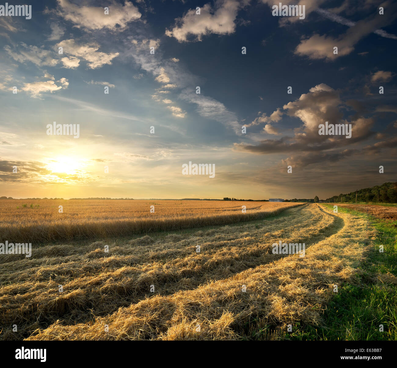 Wheat in field sunset hi-res stock photography and images - Alamy