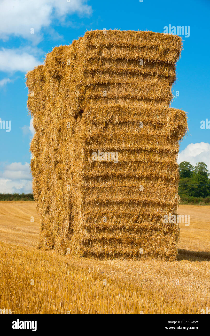 A stack of hay bales in a Shropshire field Stock Photo - Alamy