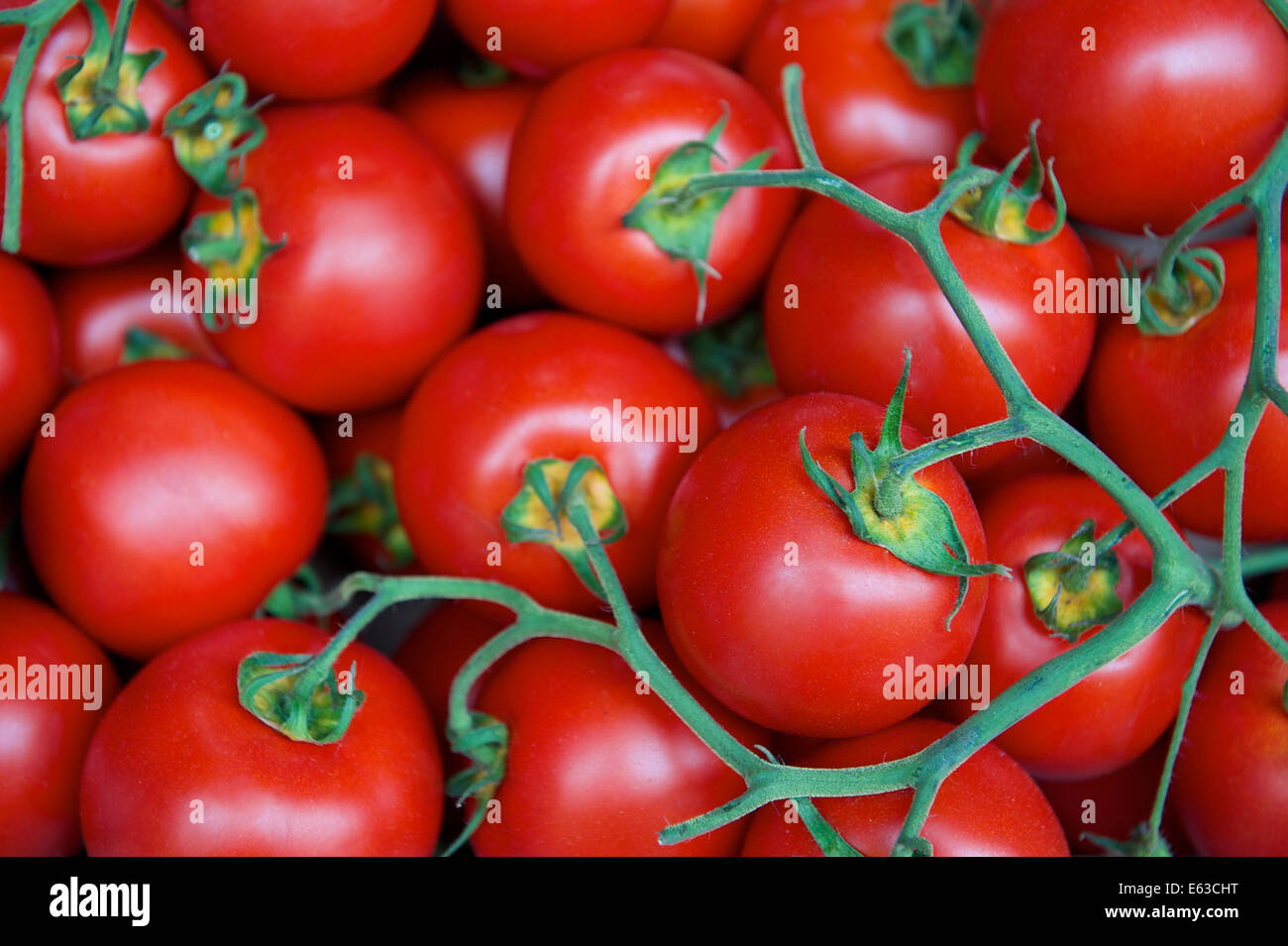 Photo of fresh tomatoes on vine hi-res stock photography and images - Alamy