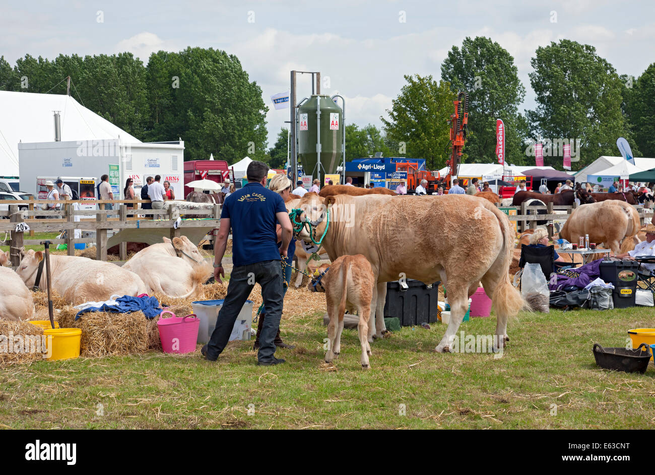 British Blonde cattle cows cow and calf at the Driffield Agricultural ...