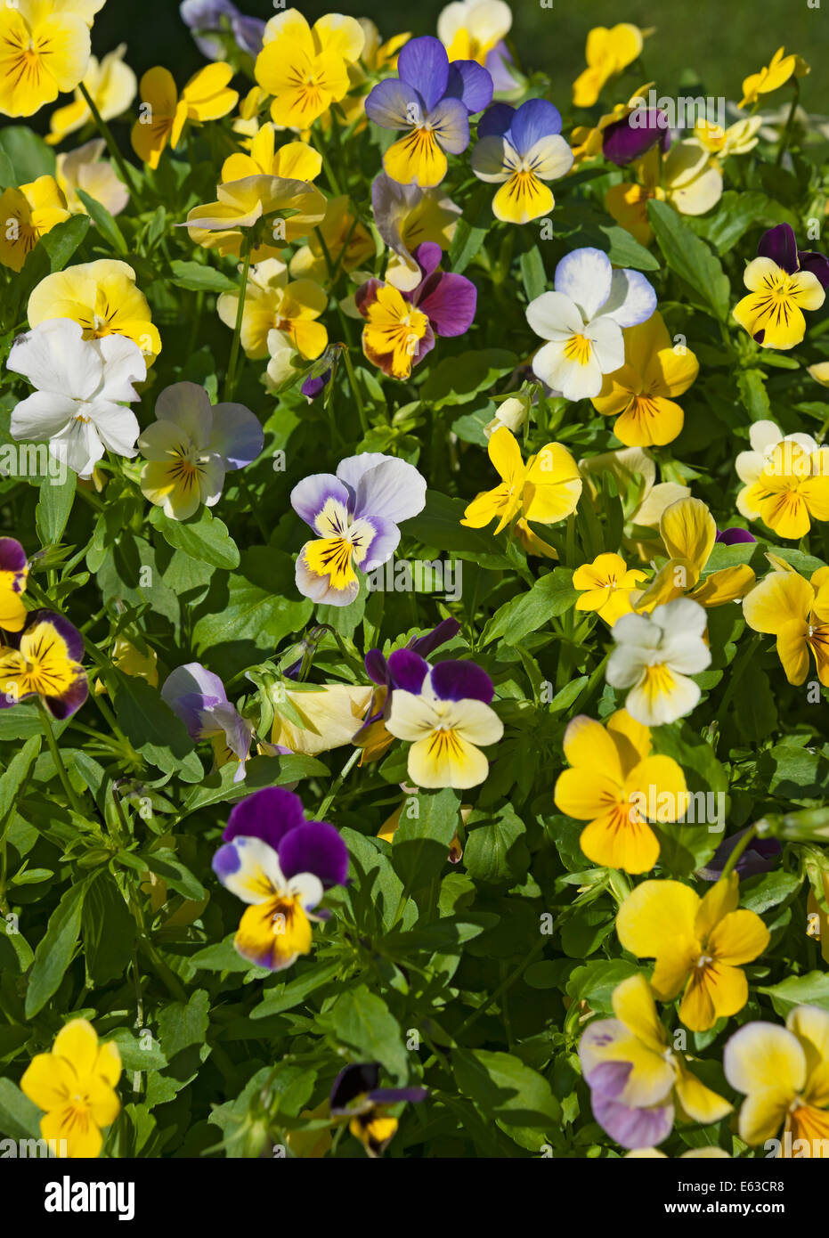 Viola plant kingdom hi-res stock photography and images - Alamy