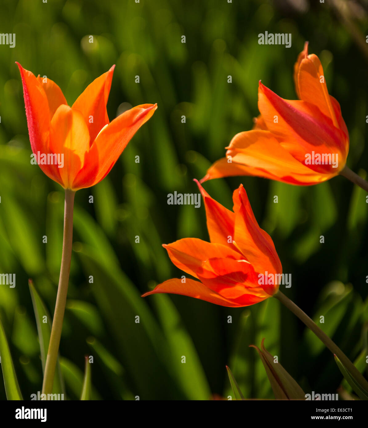 Tulips, Close-up of orange and yellow Tulips backlit with florlal ...