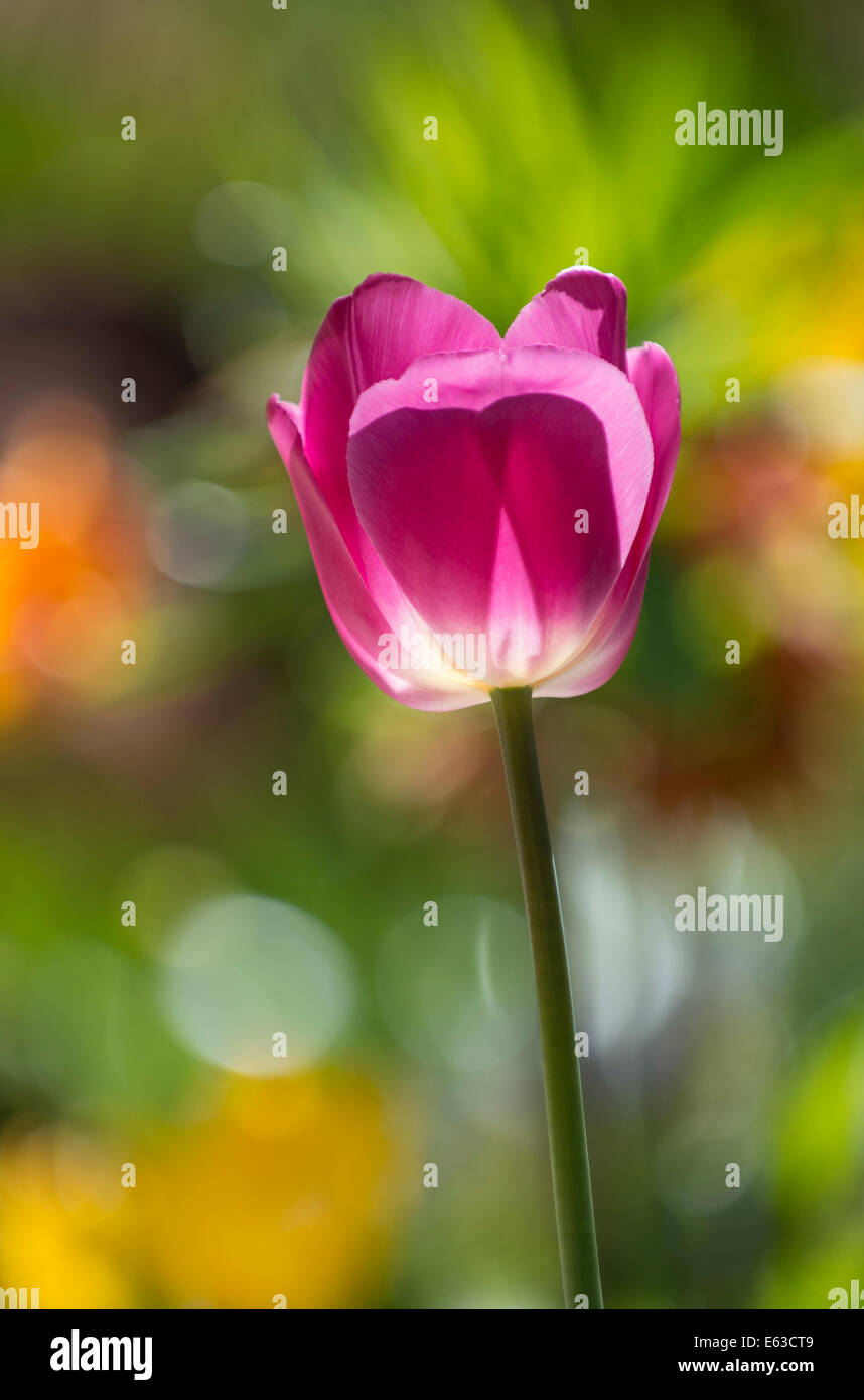 Floral vertical hi-res stock photography and images - Alamy